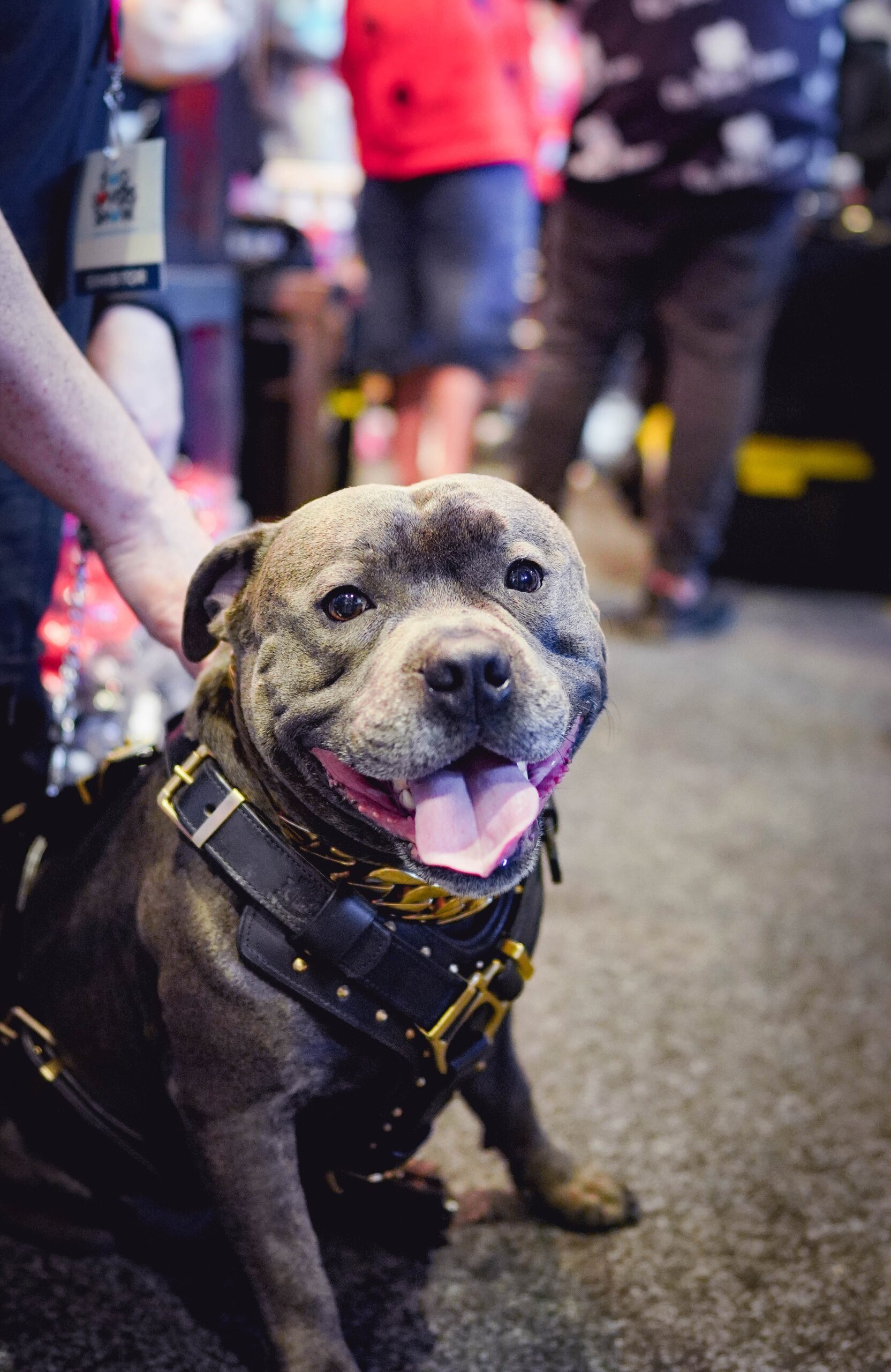 About Us - Unbreakabull Rescue Allies